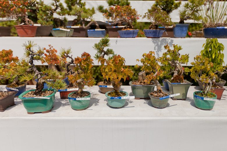 The 5 Basic Bonsai Tree Shaping Styles