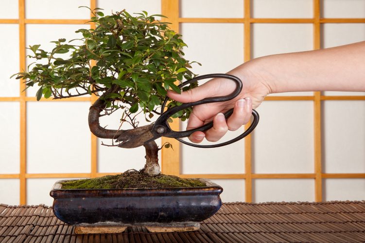 3 Essential Tools for Bonsai